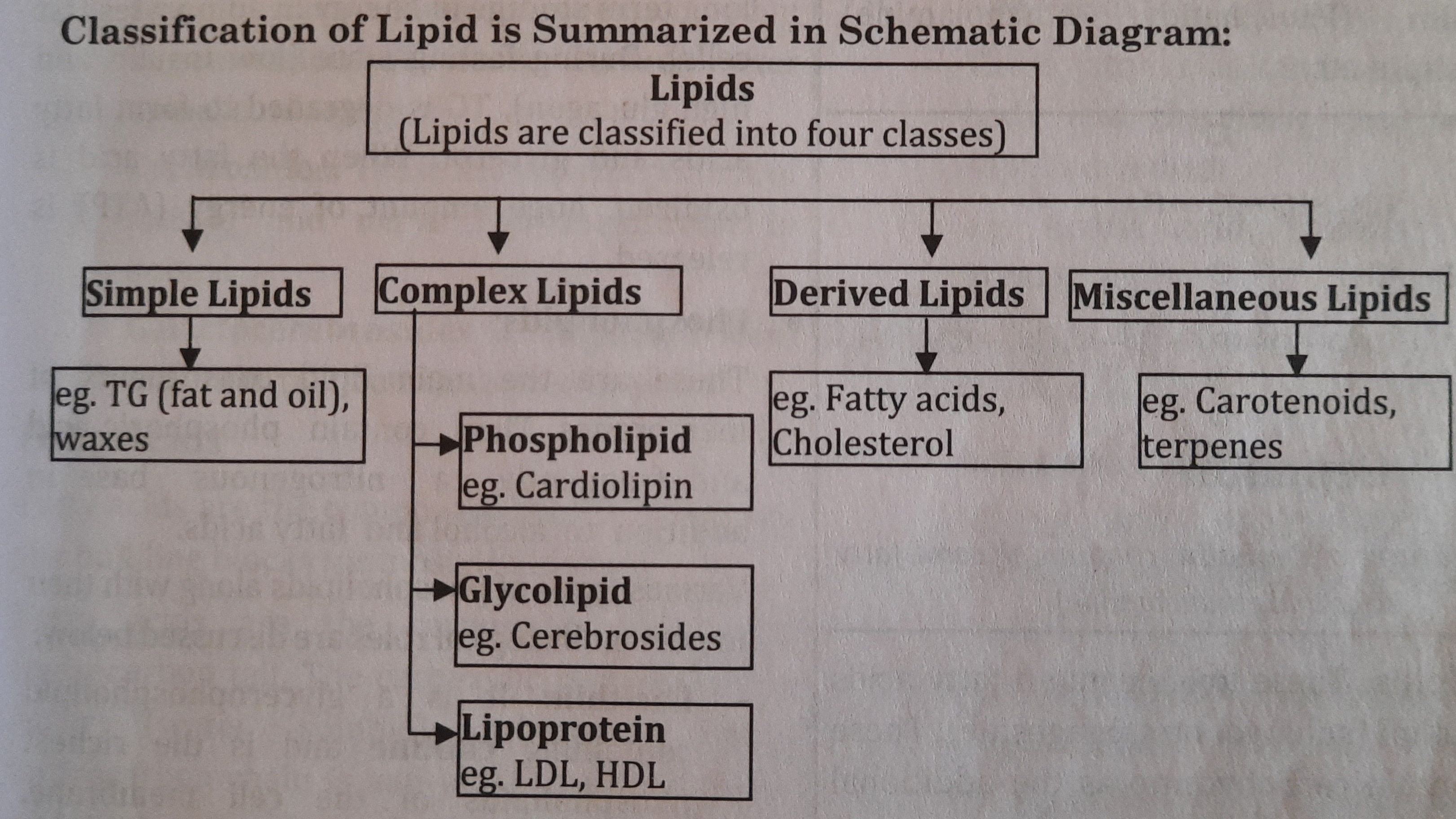 Biomolecules | Notes, Videos, QA and Tests | PCL Nursing 1st year>Basic ...